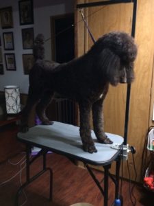 AKC Tri Poodle Puppies for sale, Mini, Tri, Parti, Phantom and Abstract