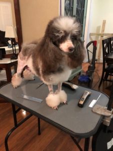AKC Tri Poodle Puppies for sale, Mini, Tri, Parti, Phantom and Abstract