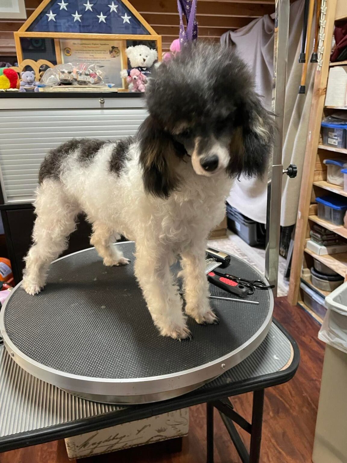 AKC Tri Poodle Puppies for sale, Mini, Tri, Parti, Phantom and Abstract